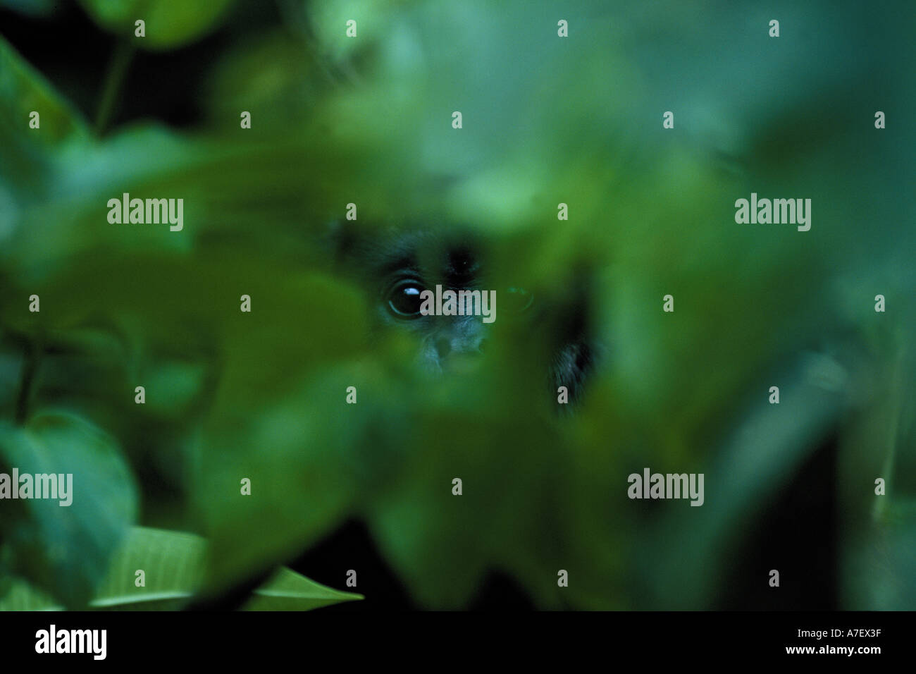 CENTRAL AMERICA, Panama, Borro Colorado Island Howler monkey (Alouatta ...