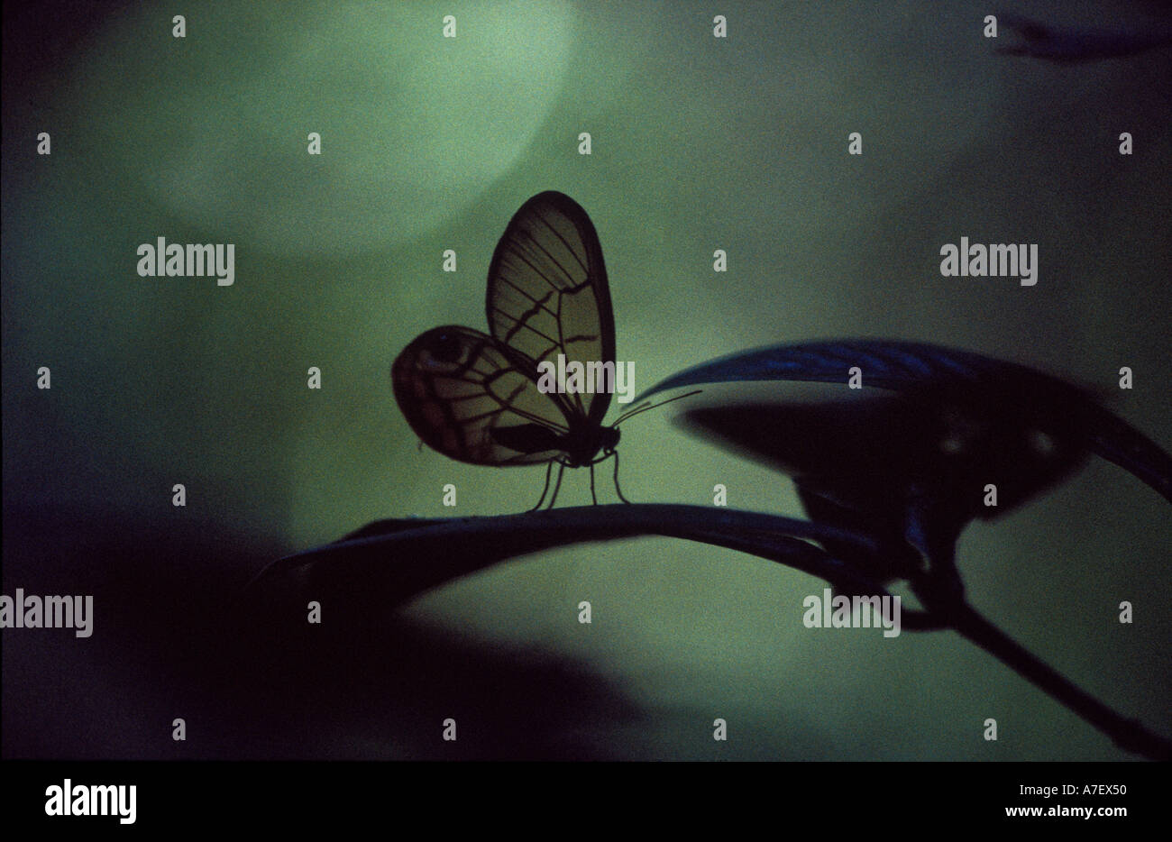 CENTRAL AMERICA, Panama, Borro Colorado Island Glasswing butterfly ...