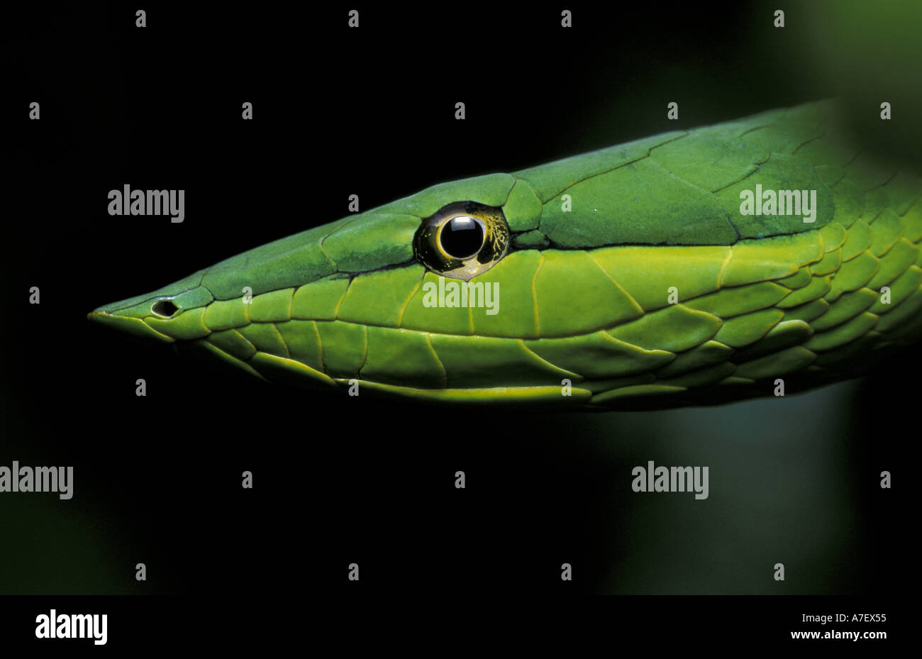 Green vine snake oxybelis fulgidus hi-res stock photography and images ...