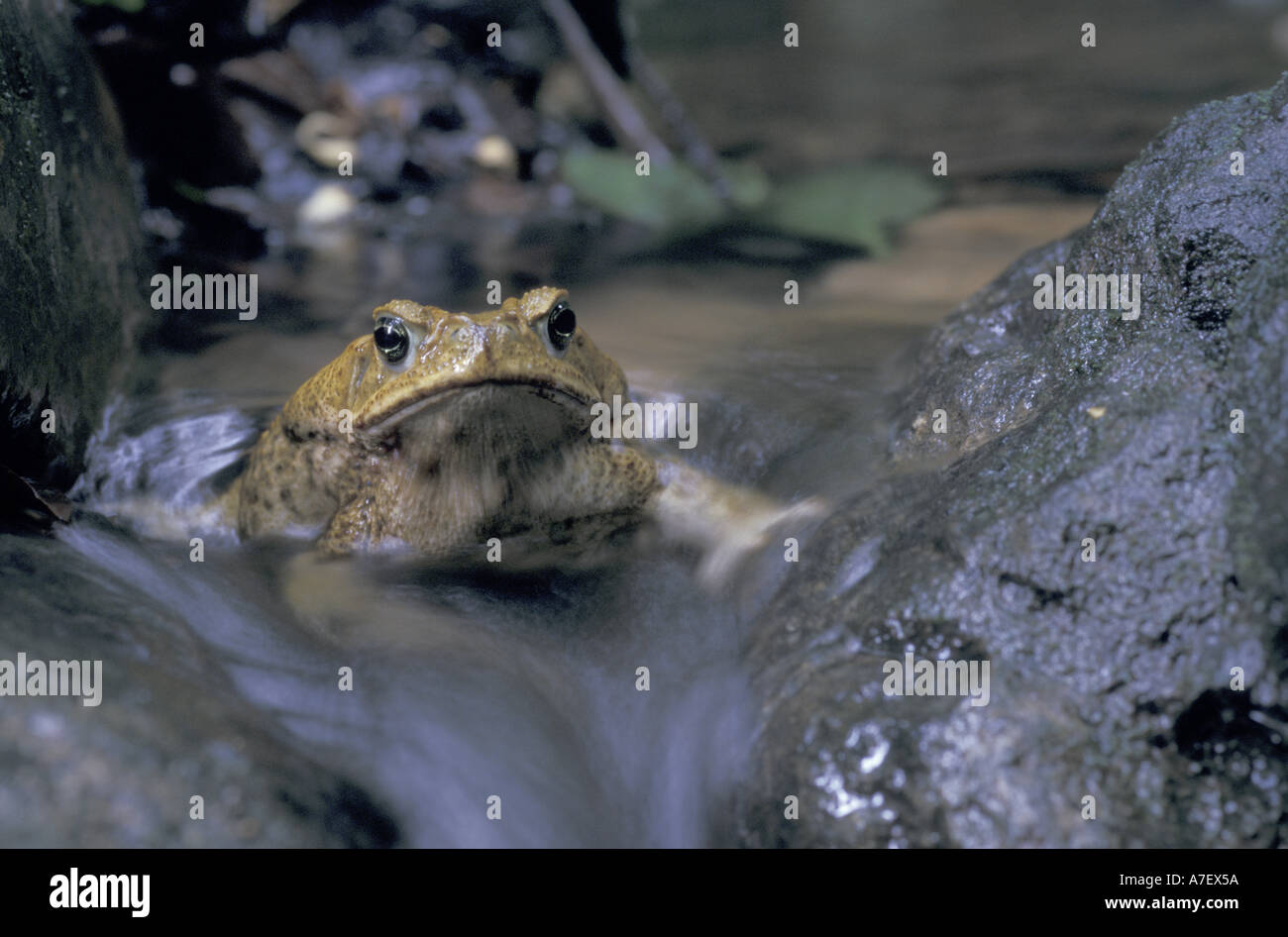 Central America, Panama, Central Panama, Barro Colorado Island. Cane ...