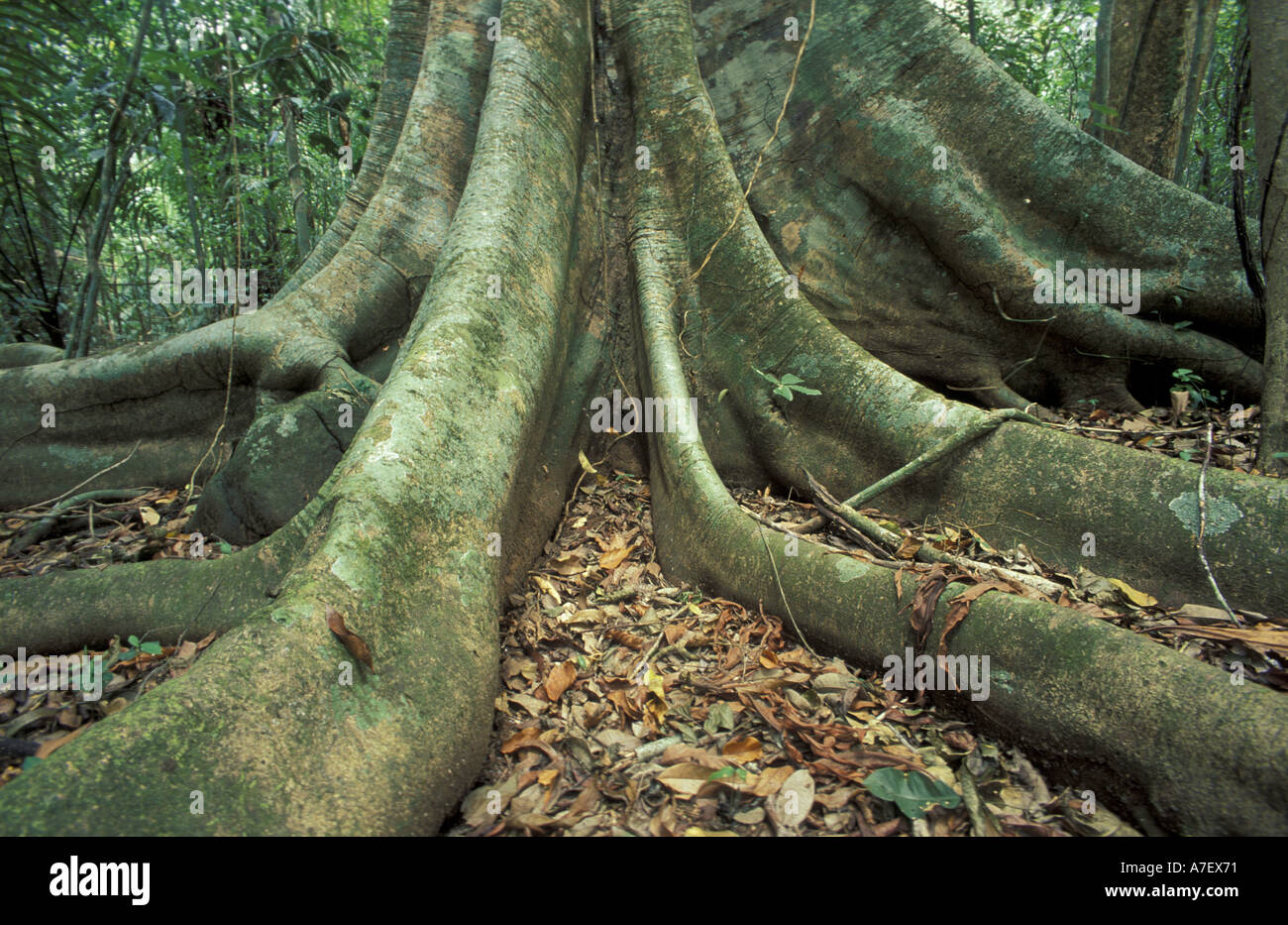 Barro colorado island tree hi-res stock photography and images - Alamy