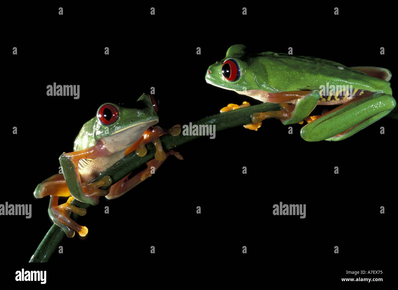 Central America, Panama, Barro Colorado Island, Red-eyed tree frogs ...