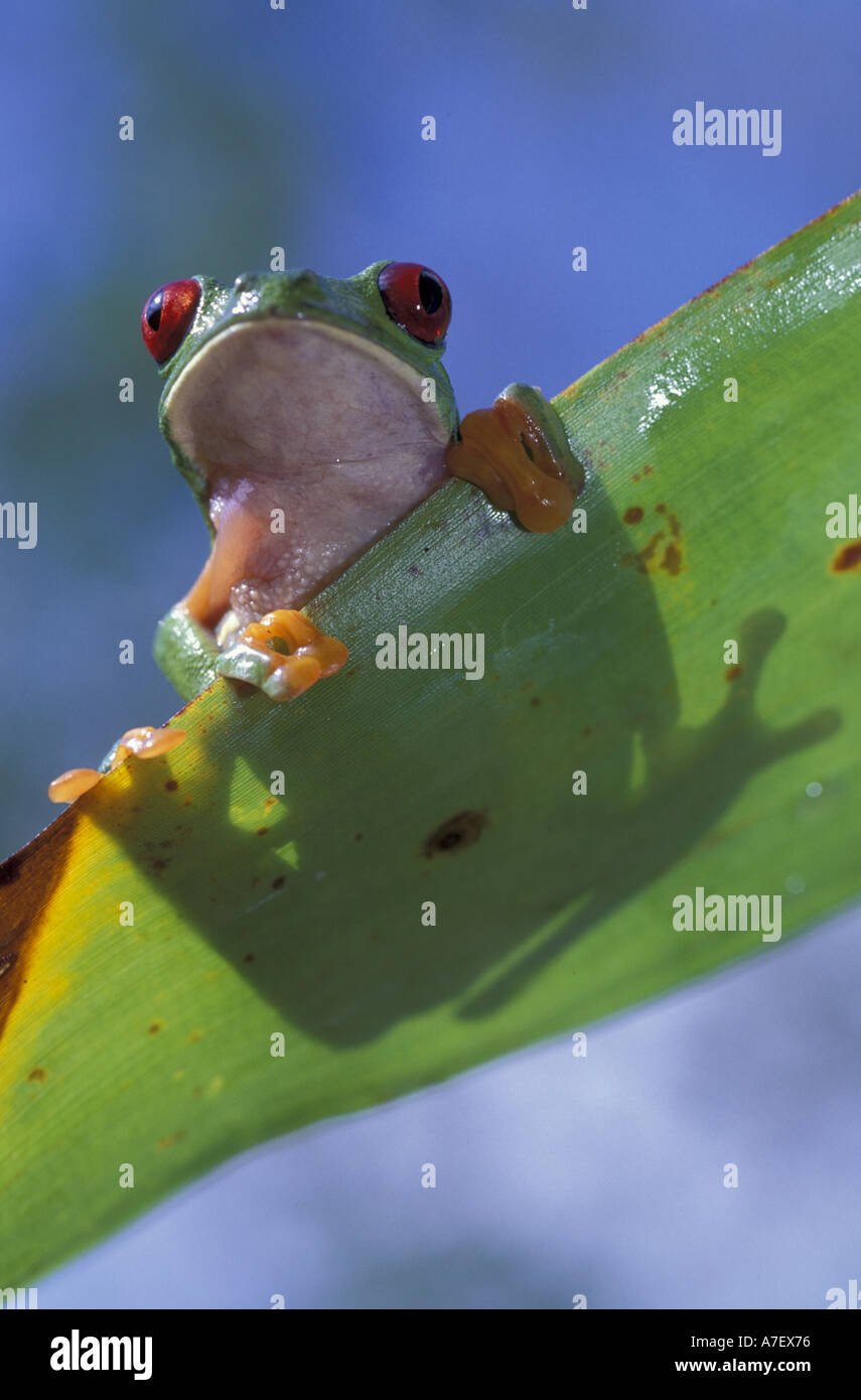 Central America, Panama, Barro Colorado Island, Red-eyed tree frog ...