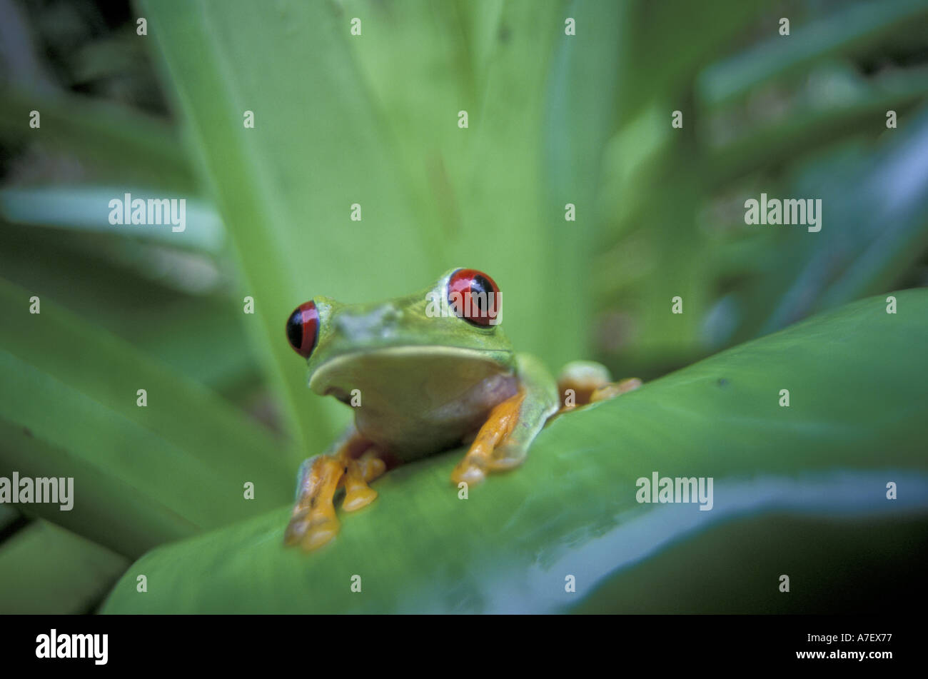 Barro colorado island tree hi-res stock photography and images - Alamy