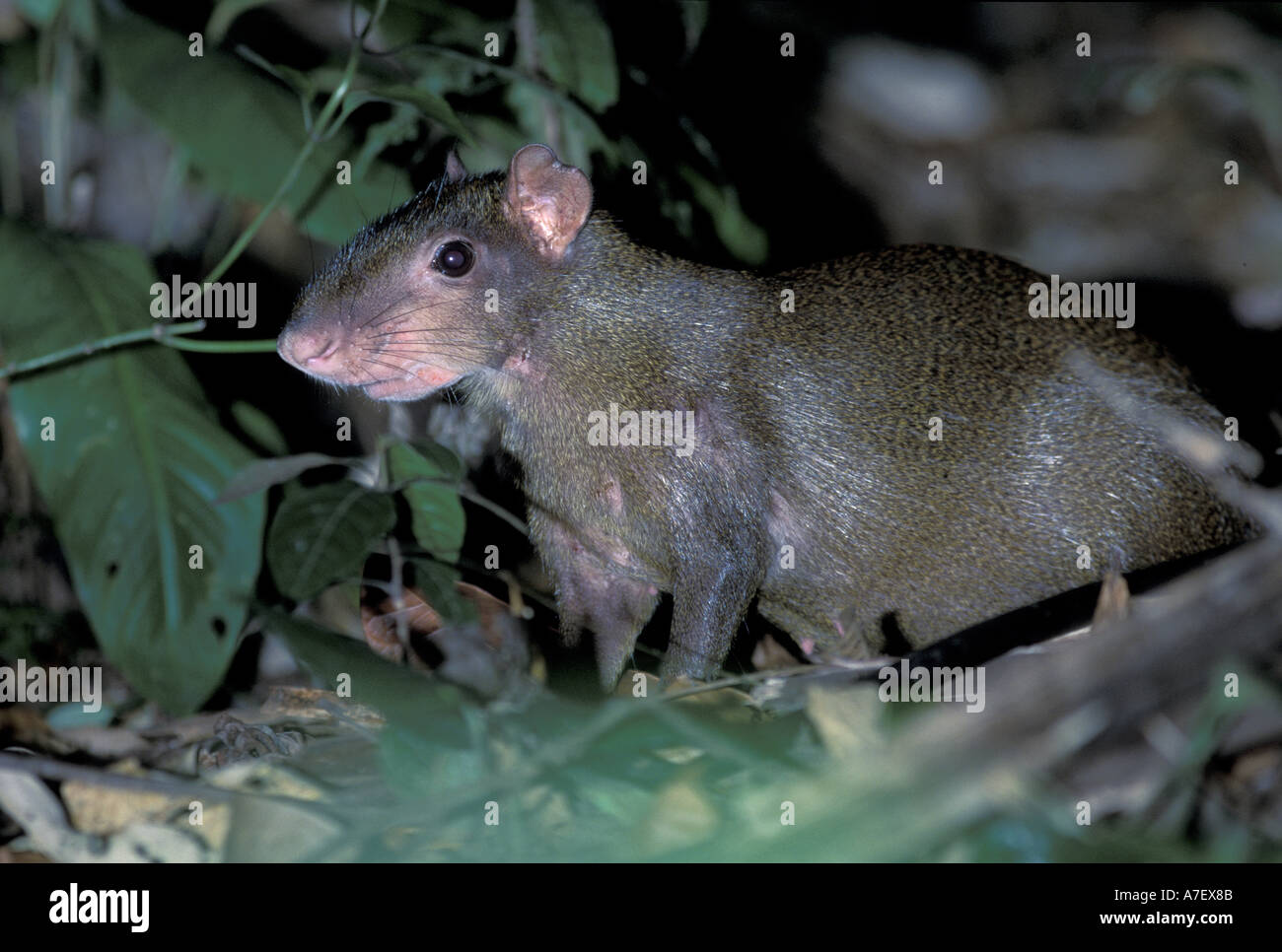 Panama rodent hi-res stock photography and images - Alamy