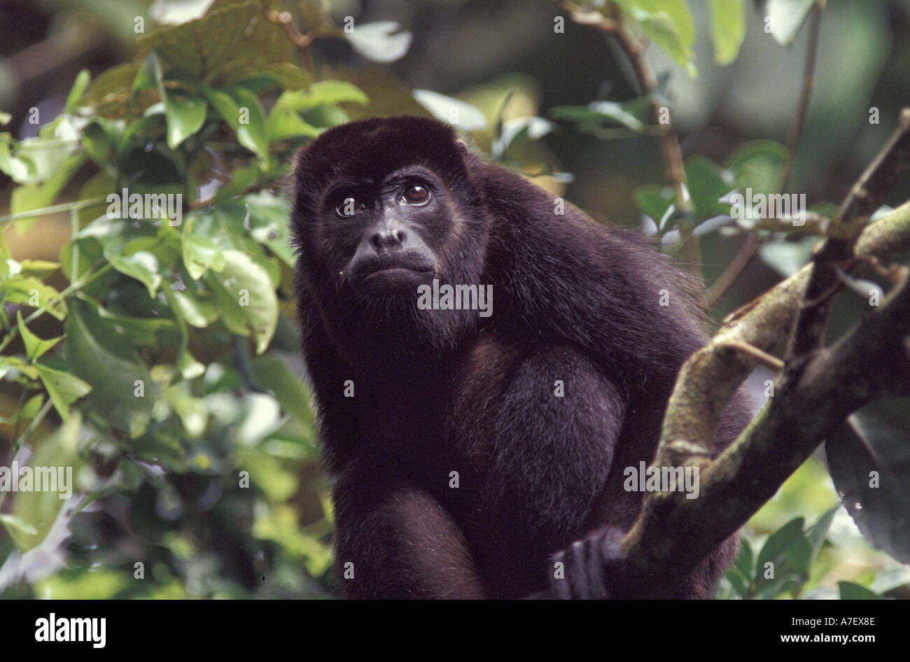 Central America, Panama, Barro Colorado Island, Male black howler ...