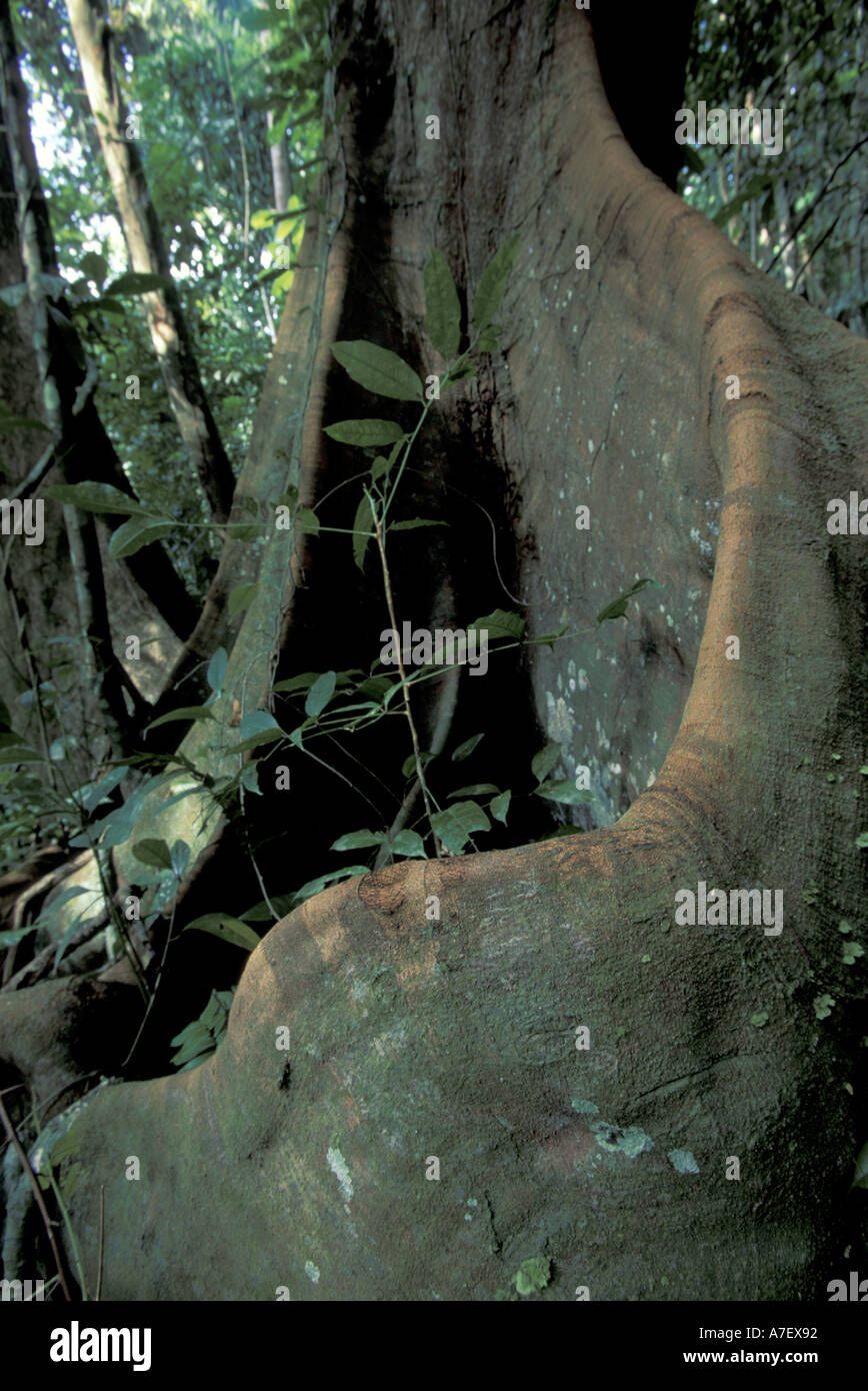 Suicidal tree hi-res stock photography and images - Alamy