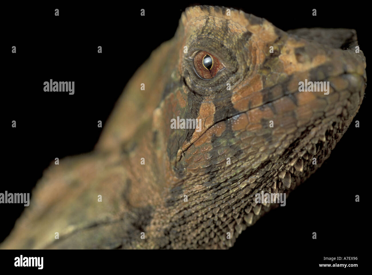 Gombe lizard hi-res stock photography and images - Alamy