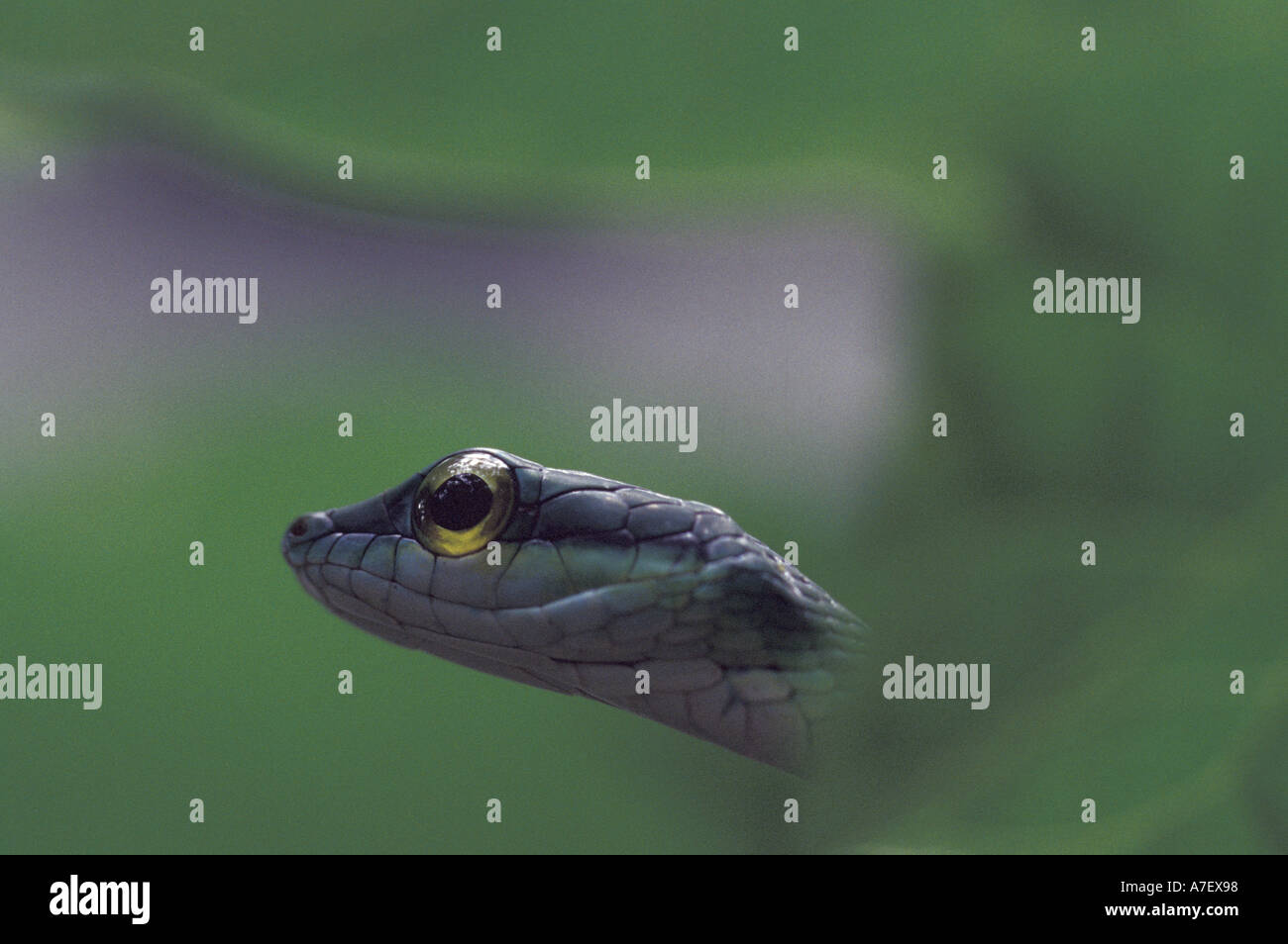 Panama snake hi-res stock photography and images - Alamy