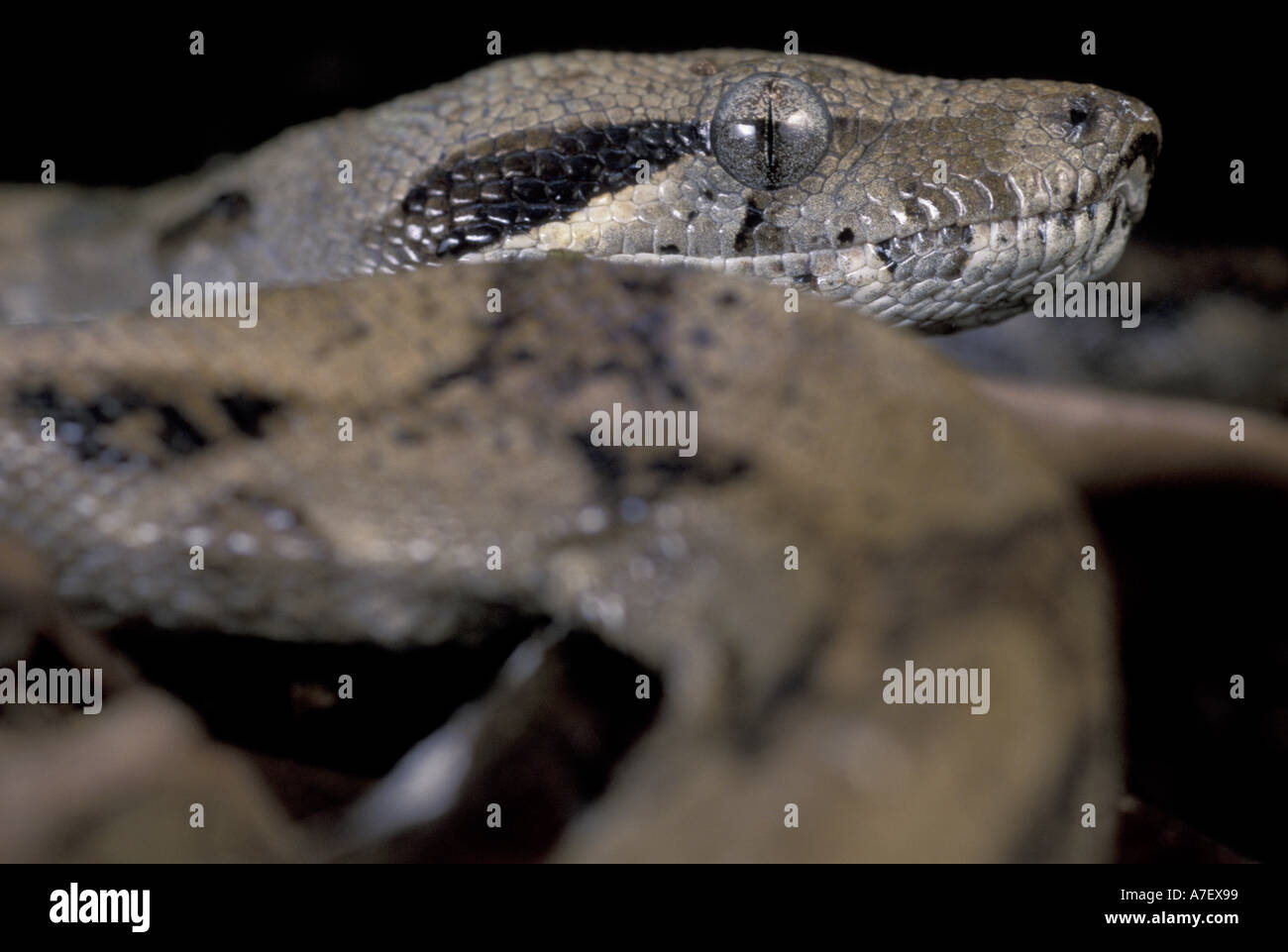 Central America, Panama, Barro Colorado Island. Young boa constrictor ...