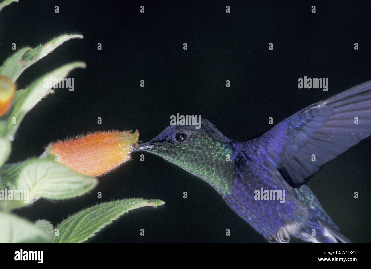 Panama. Hummingbird drinking nectar Stock Photo - Alamy