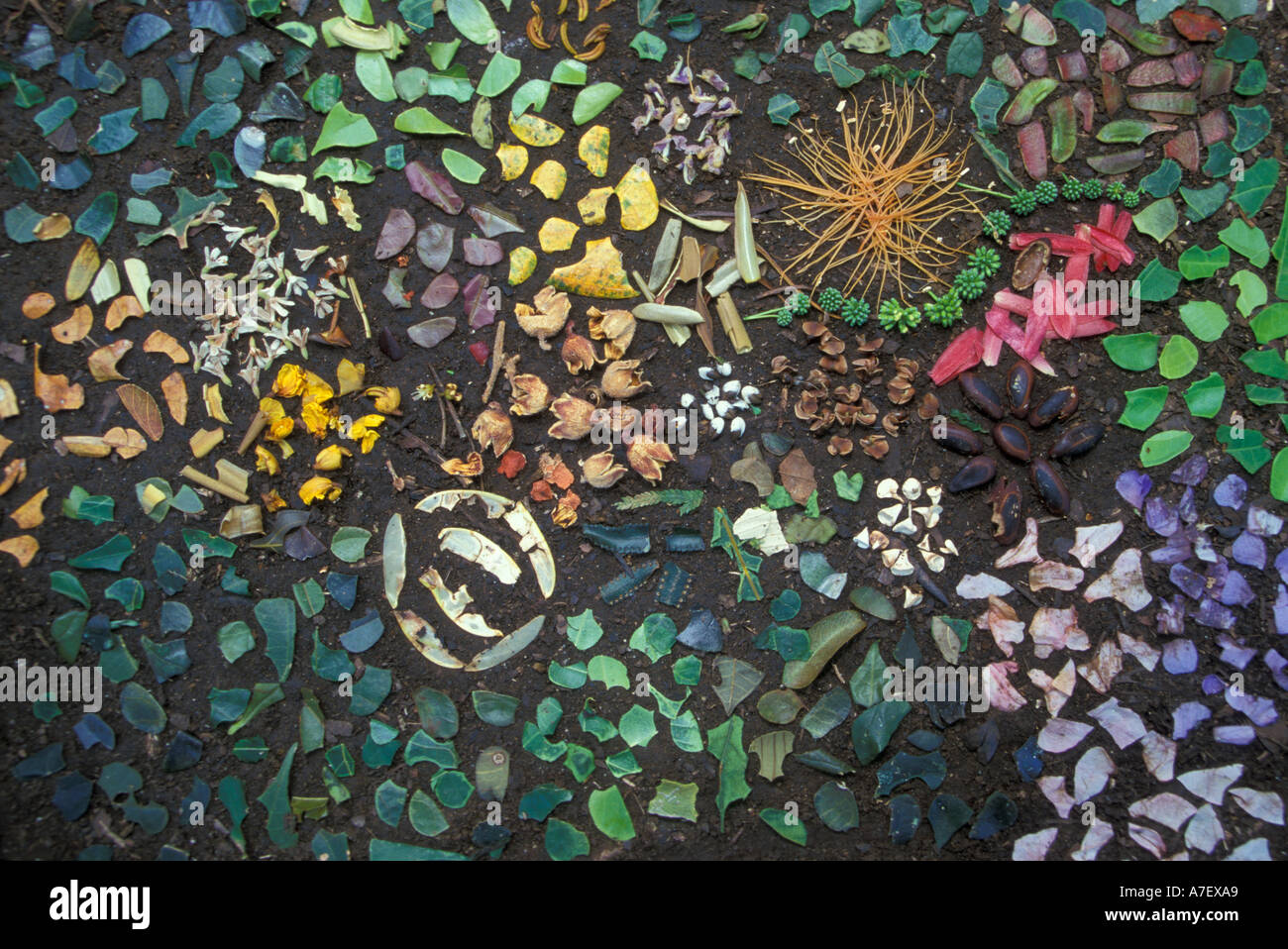 CA, Panama, Barro Colorado Island, leaf-flower and fruit fragments ...