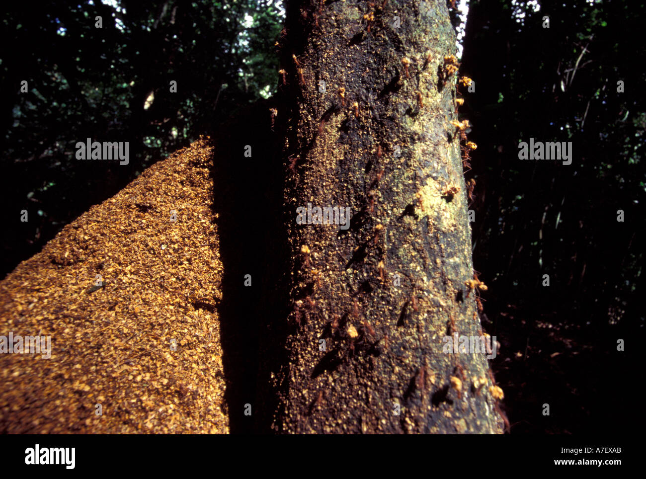 Barro Colorado Island Tree High Resolution Stock Photography and Images ...