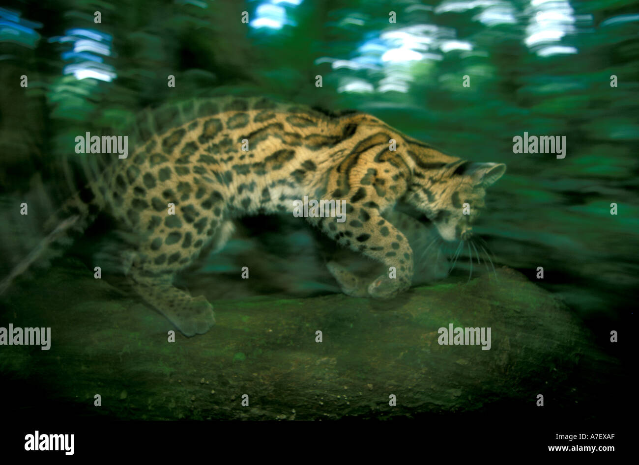 CA, Panama, Soberania NP, margay walking on fallen log (Leopardus weidi ...