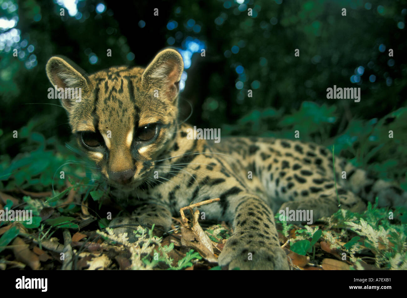 Margay hi-res stock photography and images - Alamy
