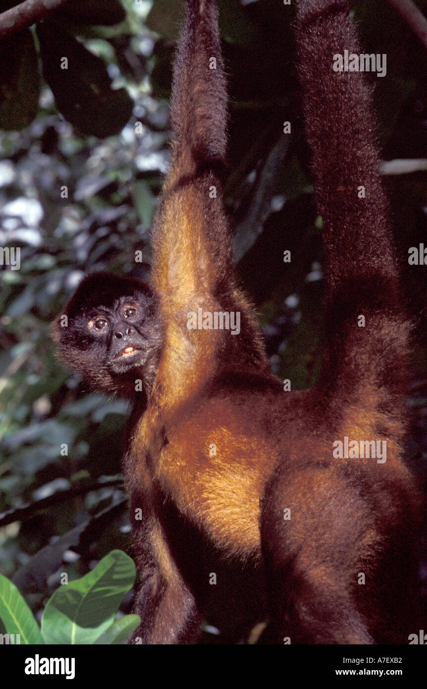 CA, Panama, Barro Colorado Island, young male red spider monkey ...