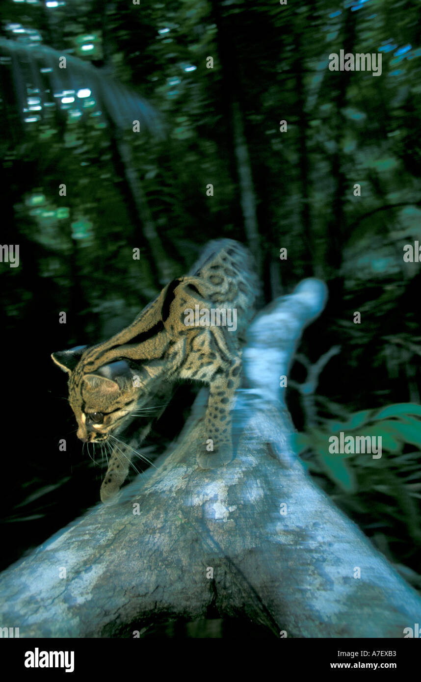CA, Panama, Soberania NP, margay walking on fallen log (Leopardus weidi ...