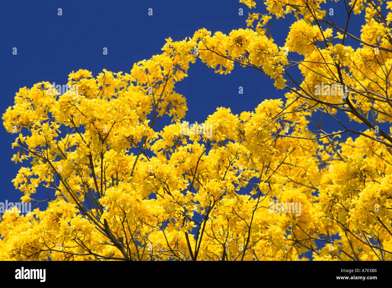 CA, Panama, Barro Colorado Island, flowering Tabebuia tree (Tabebyua ...