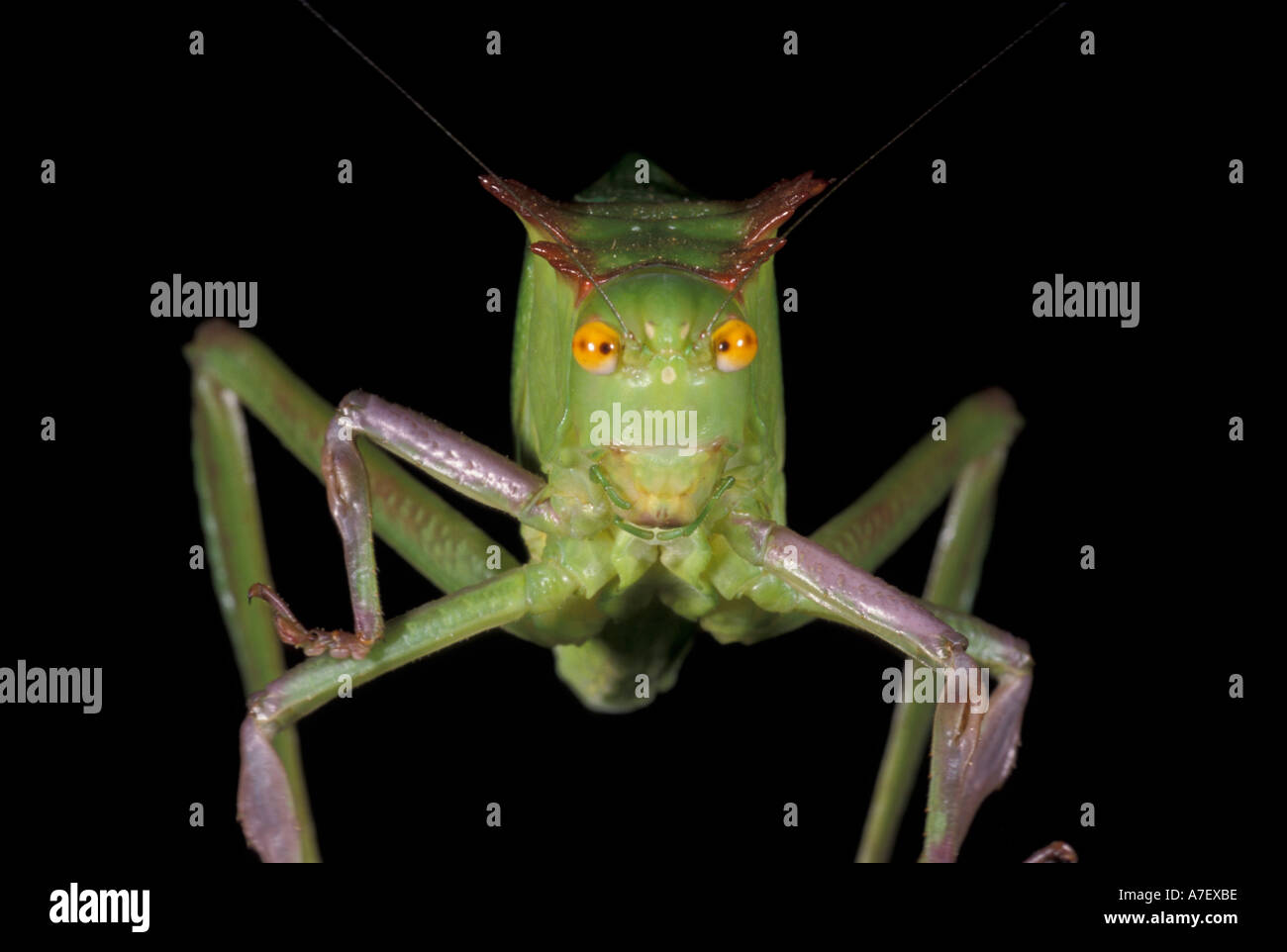 Meta thorax hi-res stock photography and images - Alamy