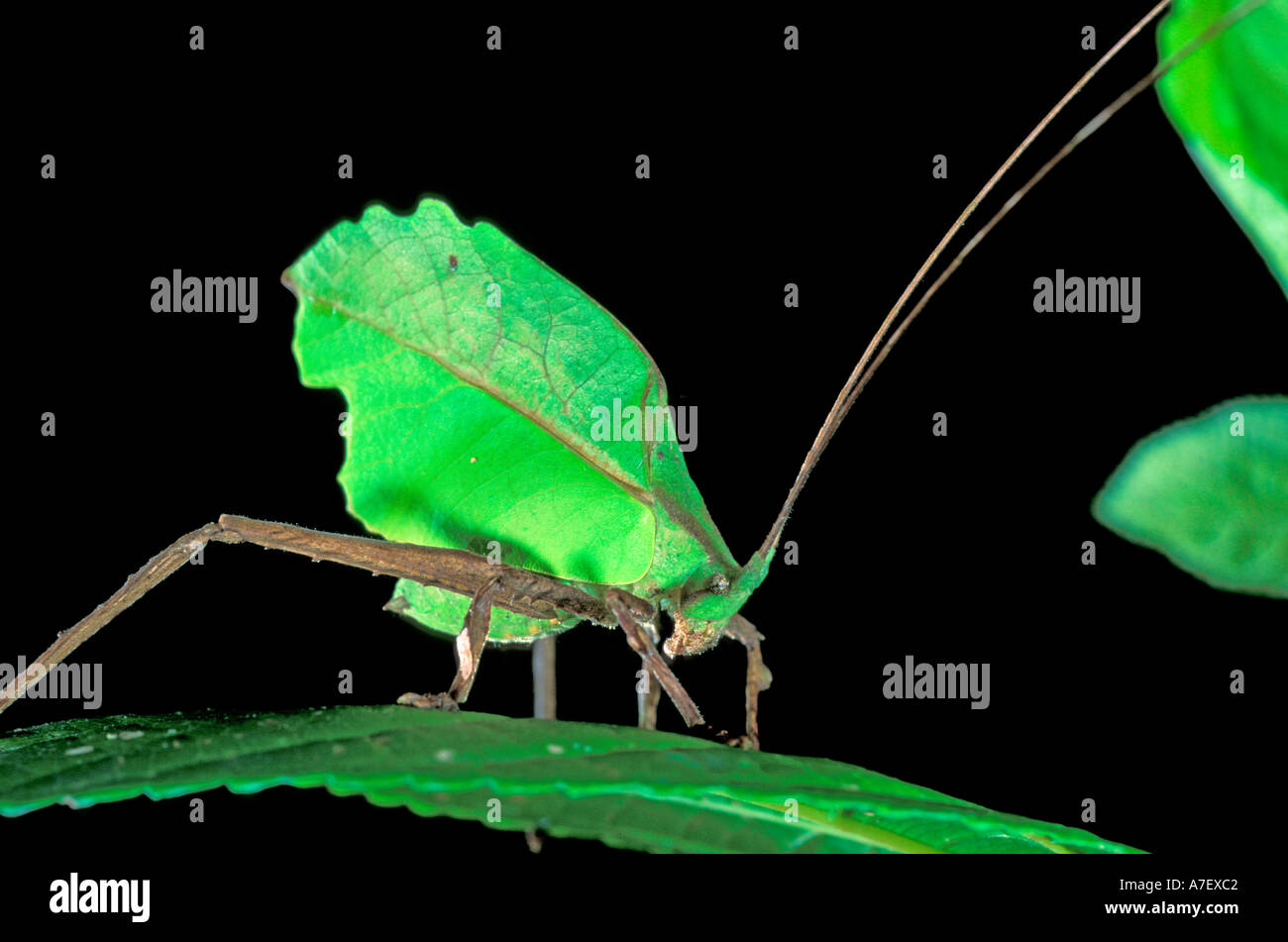 Central America, Panama, Barro Colorado Island. Katydid performing leaf ...
