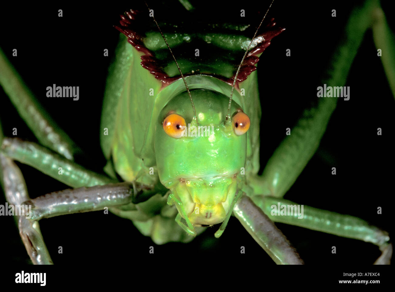 Central America, Panama, Barro Colorado Island. Large green katydid ...