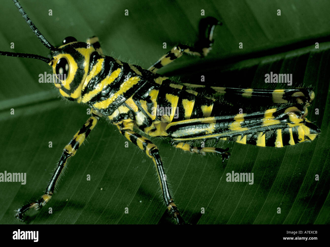 Black yellow striped grasshopper hi-res stock photography and images ...