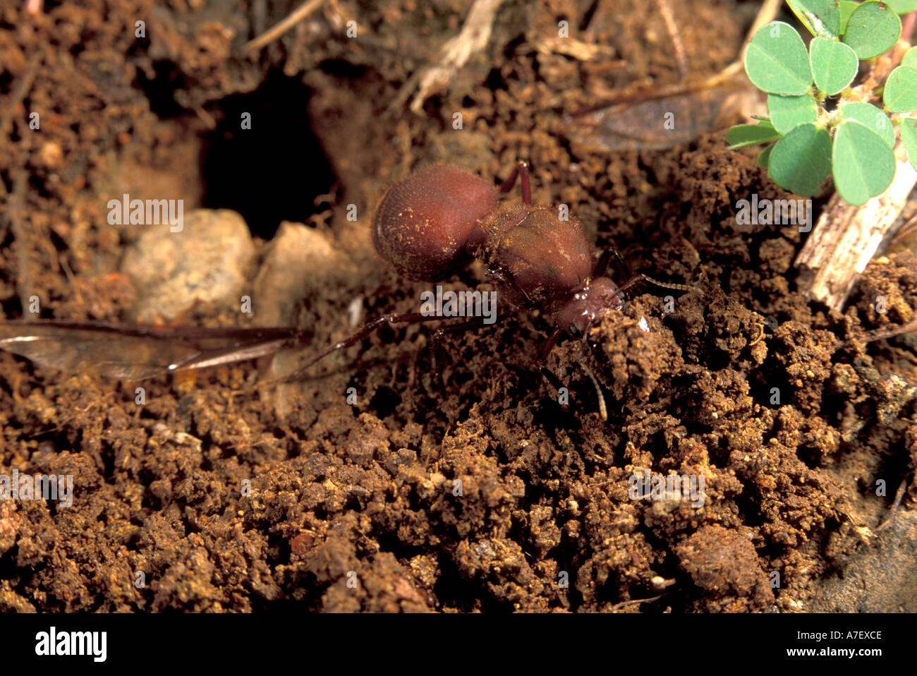 Ant queen chamber hi-res stock photography and images - Alamy