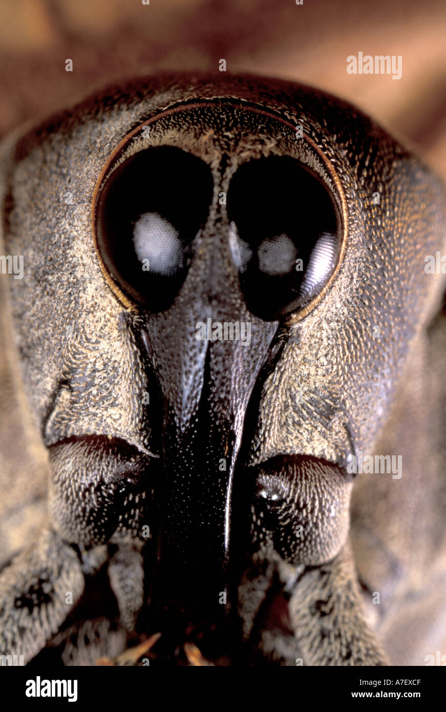 Central America, Panama, Barro Colorado Island. Weevil head portrait ...
