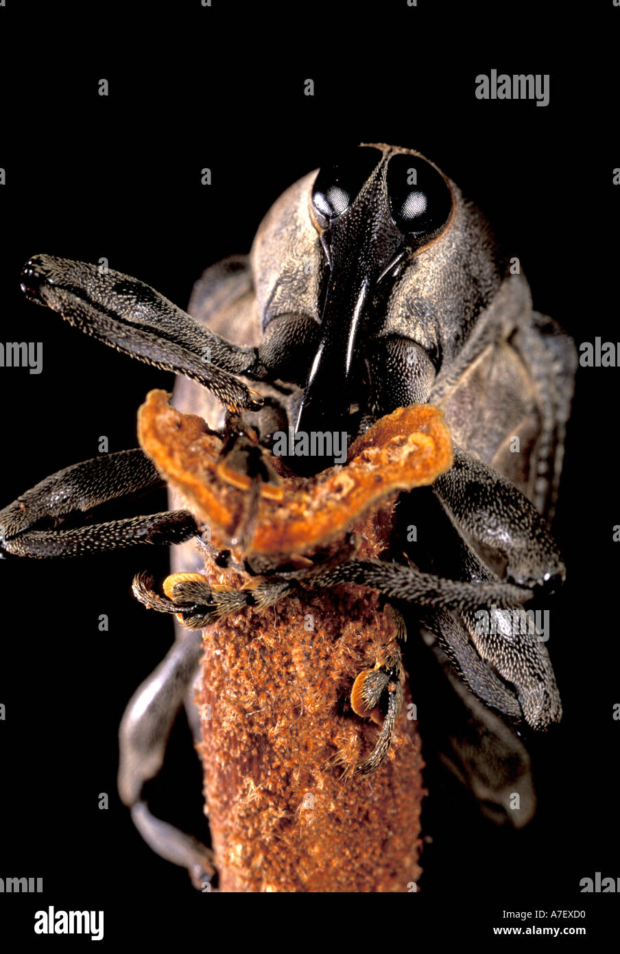 Rainforest weevil hi-res stock photography and images - Alamy