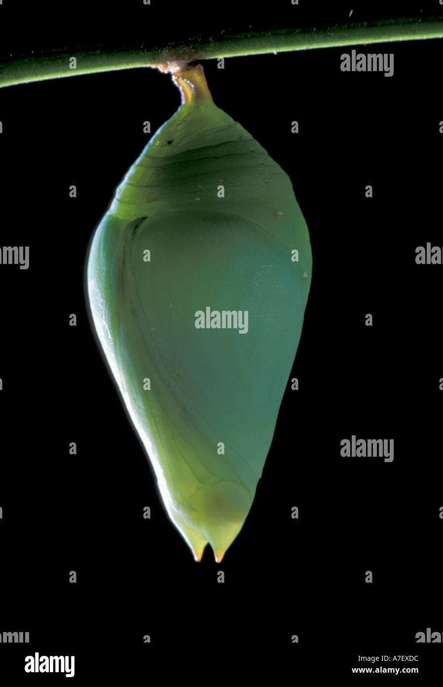 Central America, Panama, Barro Colorado Island. Pupae of butterfly ...