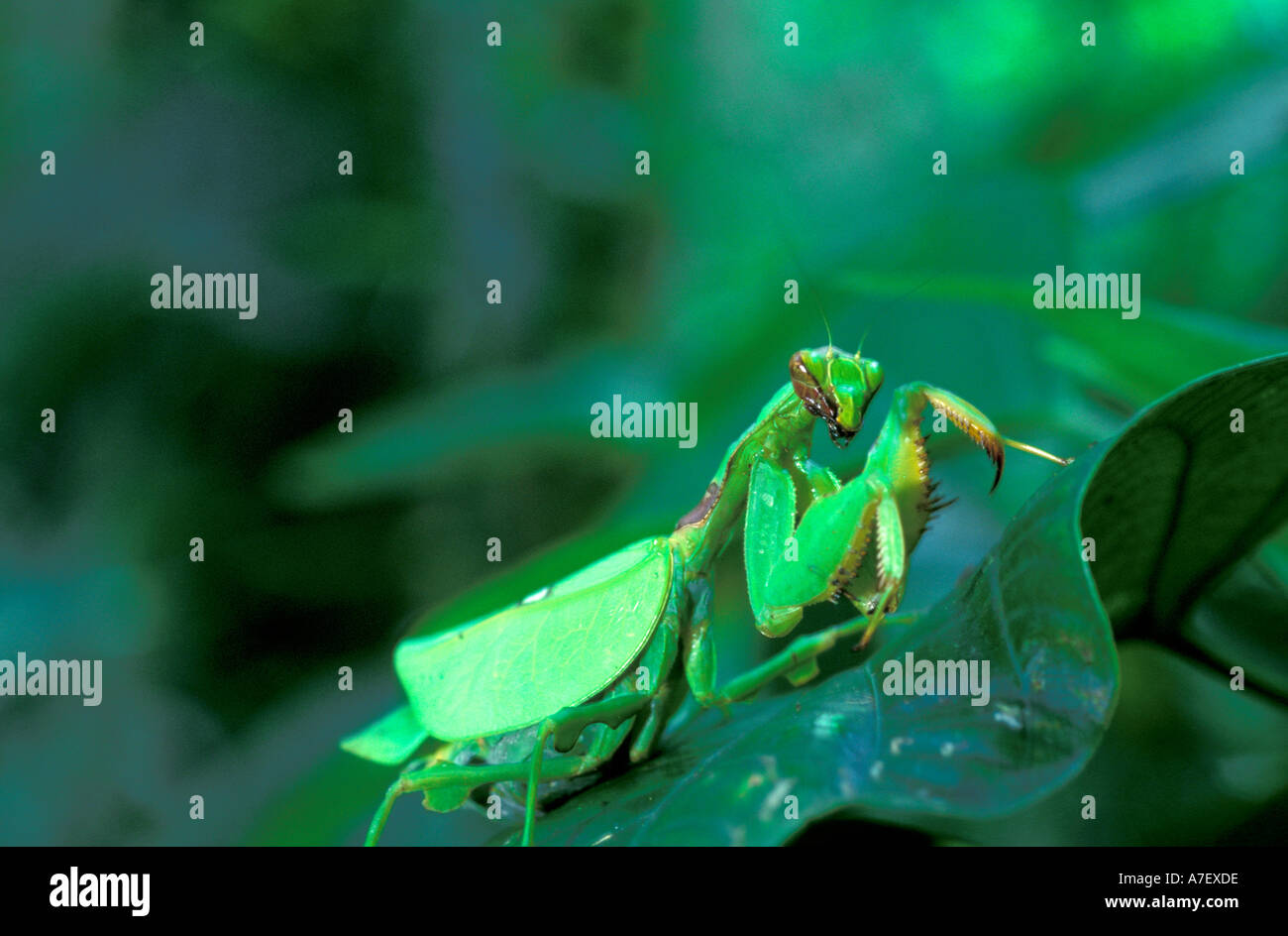 Central America, Panama, Barro Colorado Island. Praying mantis, family ...