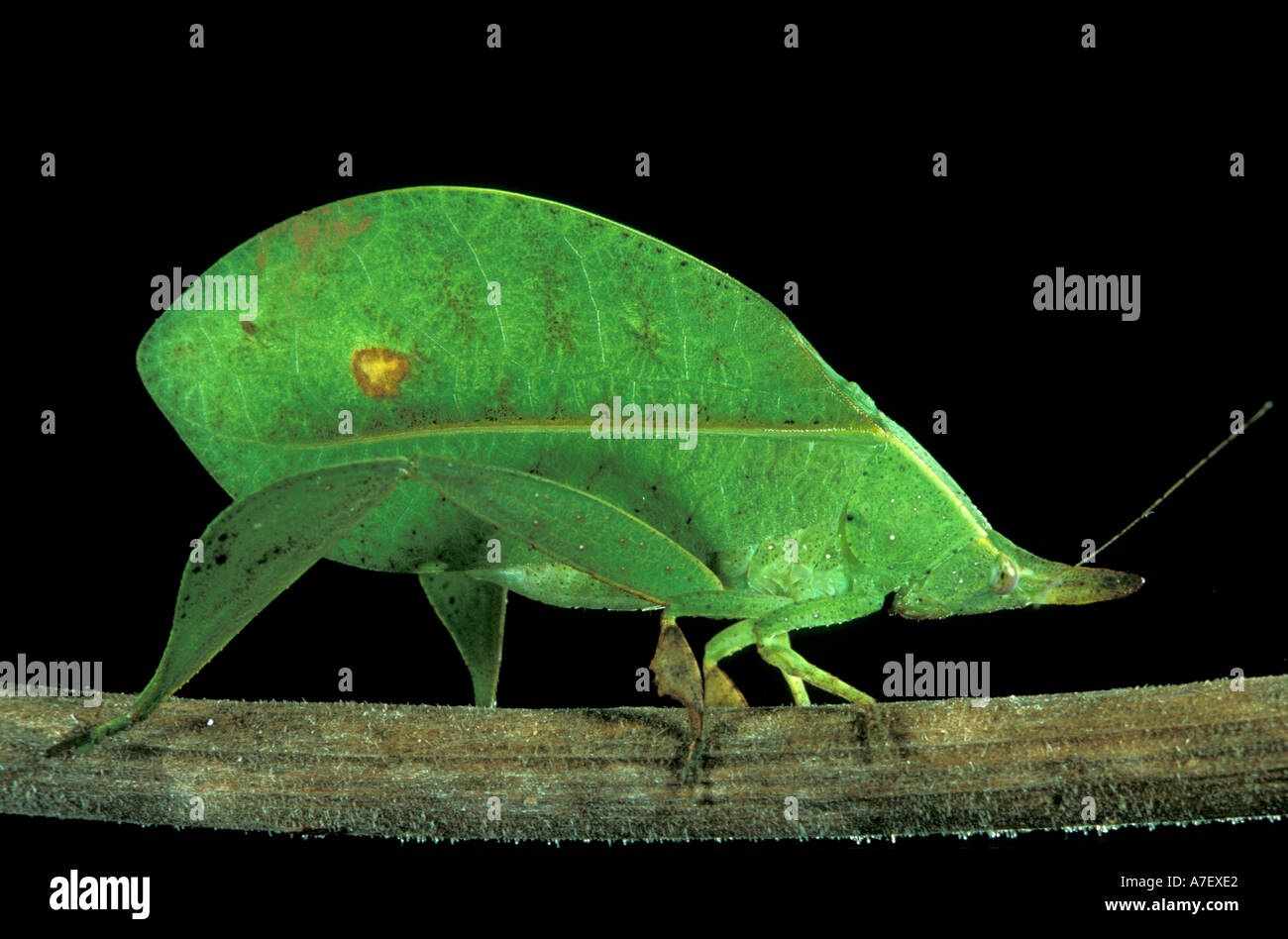 Central America, Panama, Barro Colorado Island. Katydid performing leaf ...