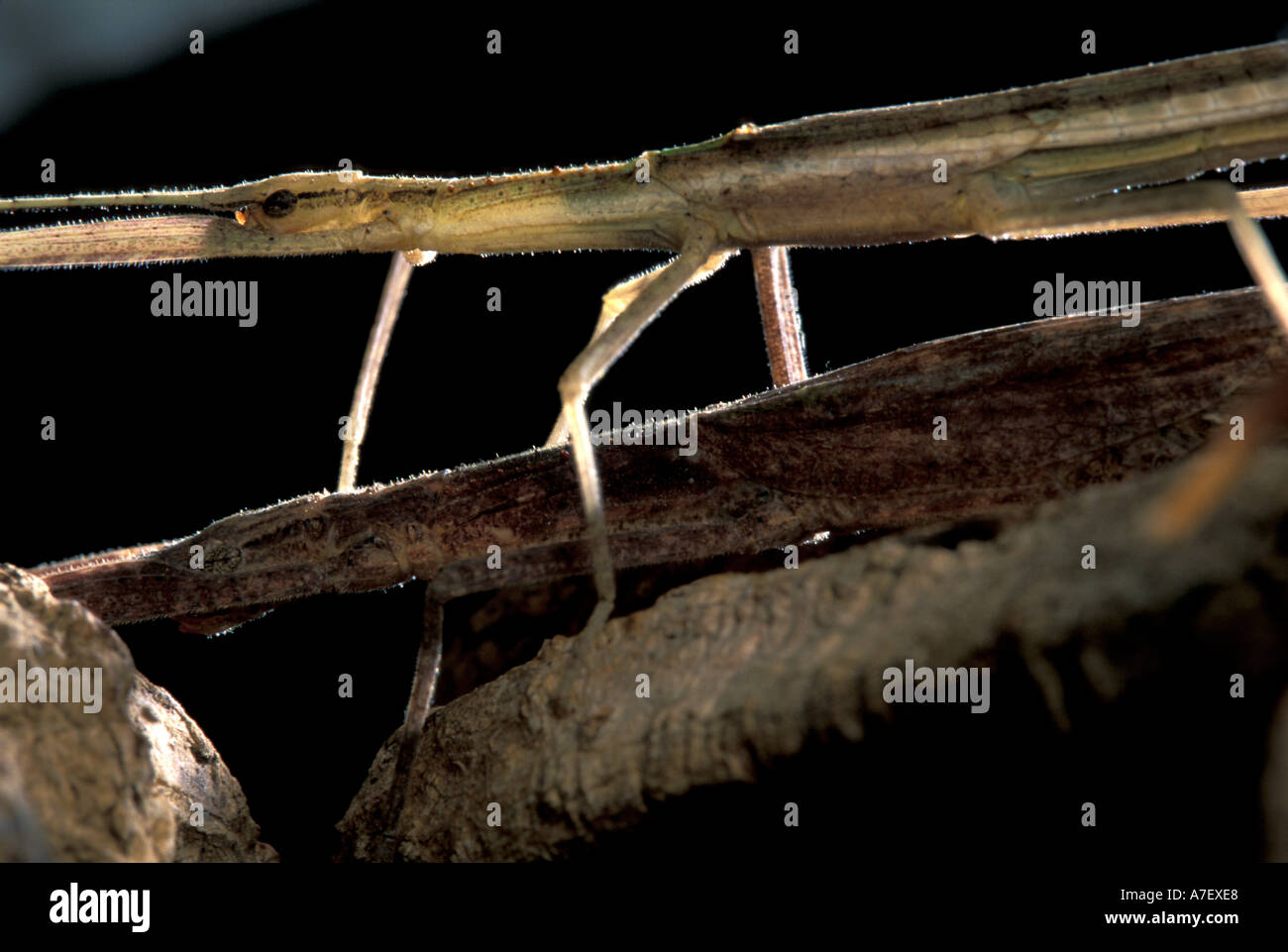 Insect insects wildlife panama hi-res stock photography and images - Alamy