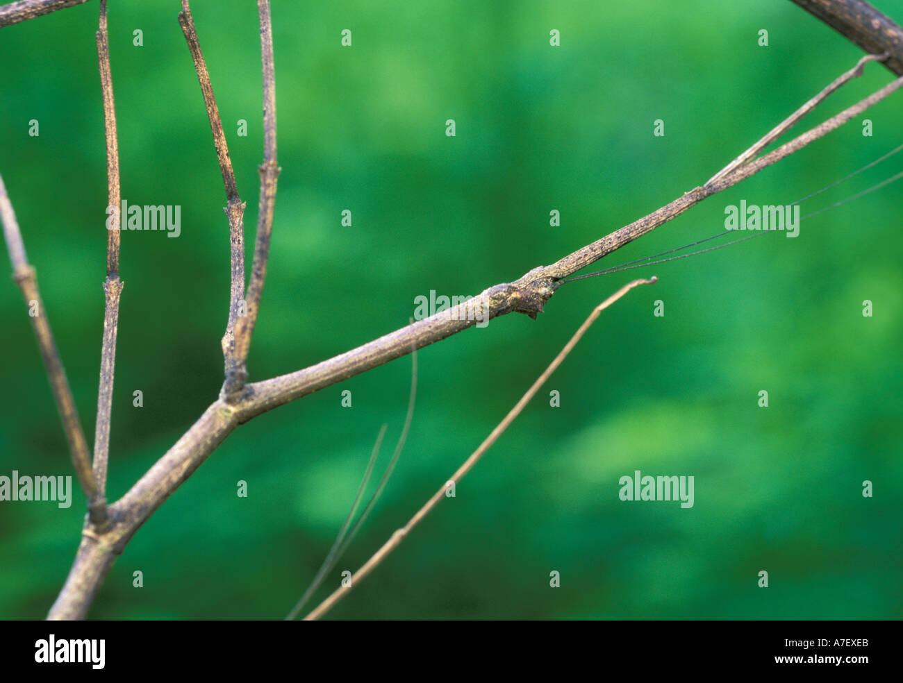 Central America, Panama, Barro Colorado Island. Stick insect, Family ...
