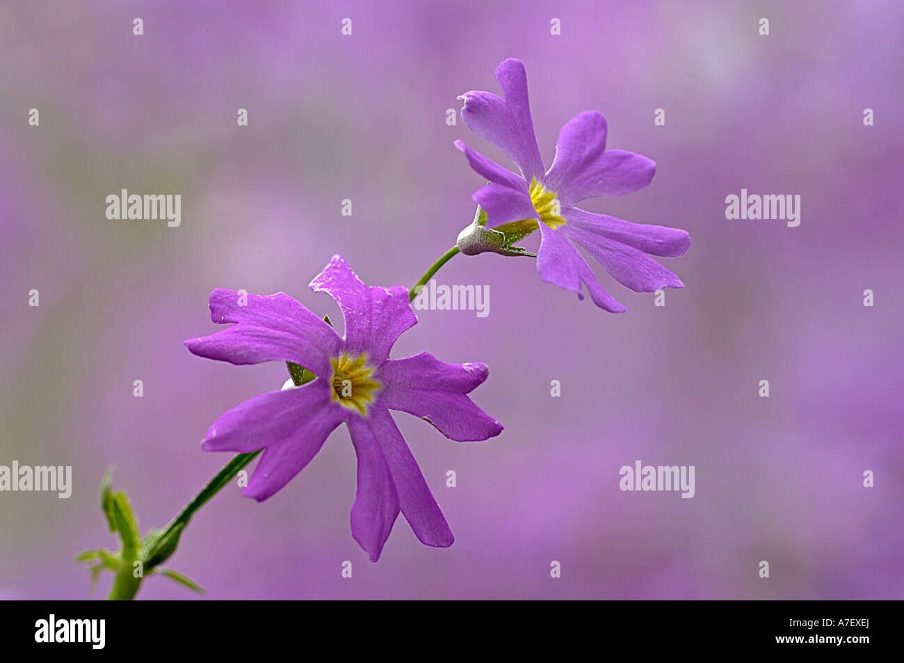 Sycopsis sinensis hi-res stock photography and images - Alamy