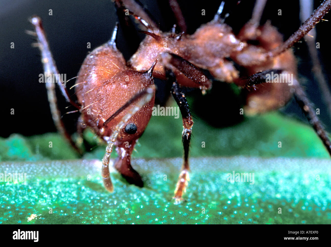 Central America, Panama, Barro Colorado Island. Leaf-cutter ant, worker ...
