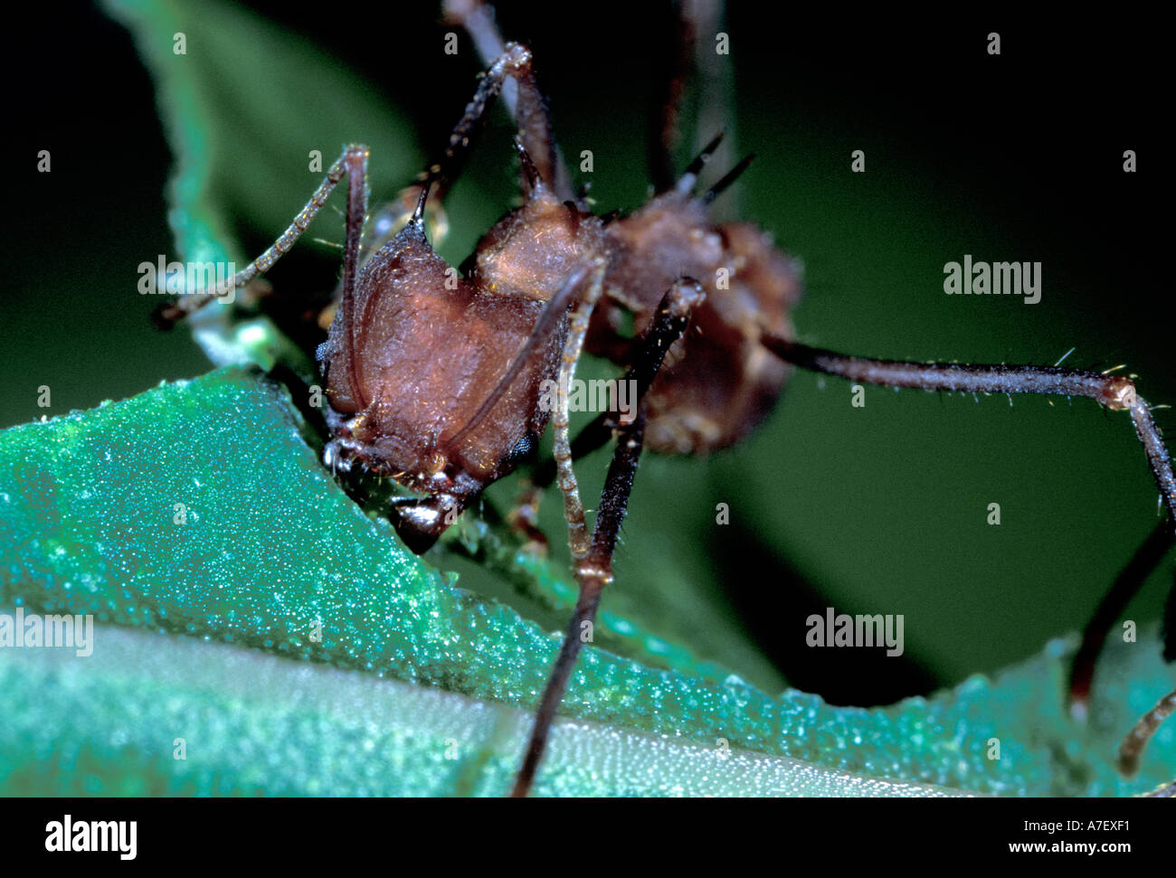 Central America, Panama, Barro Colorado Island. Leaf-cutter ant, worker ...