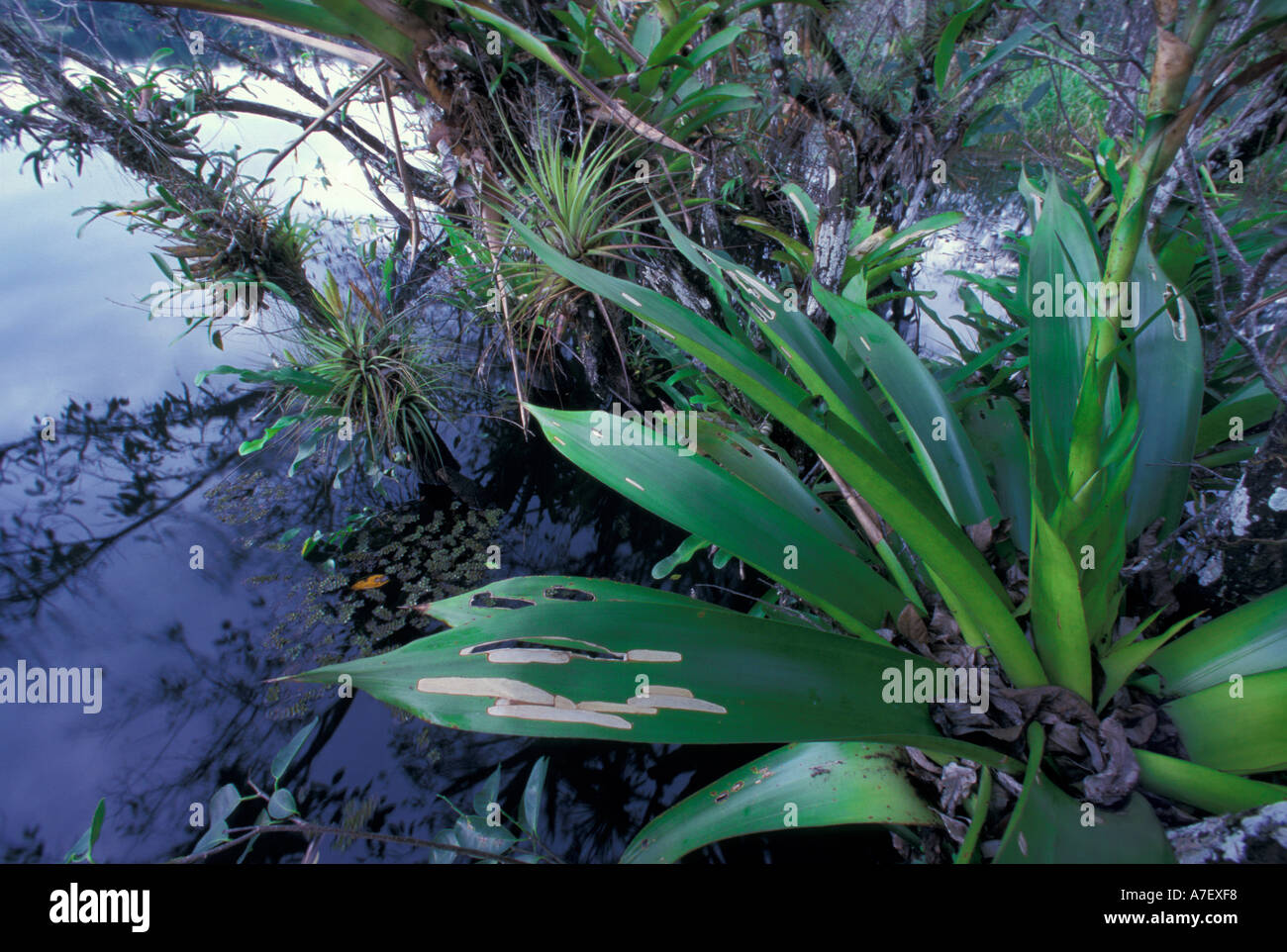 Aerophyte hi-res stock photography and images - Alamy