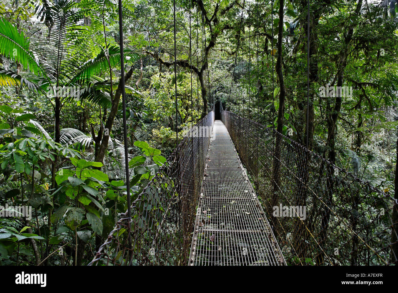 Rainforest, Arenal Hanging Bridges, Costa Rica Stock Photo - Alamy