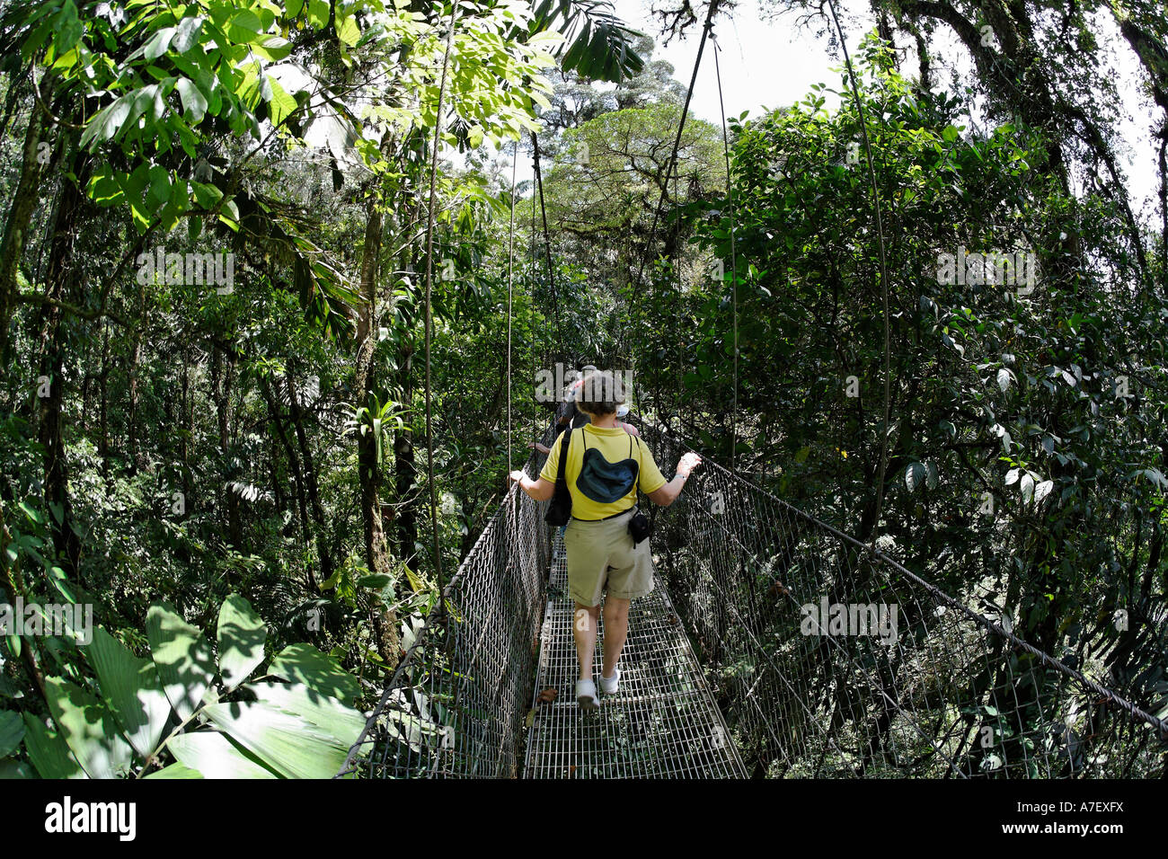Rainforest, Arenal Hanging Bridges, Costa Rica Stock Photo - Alamy