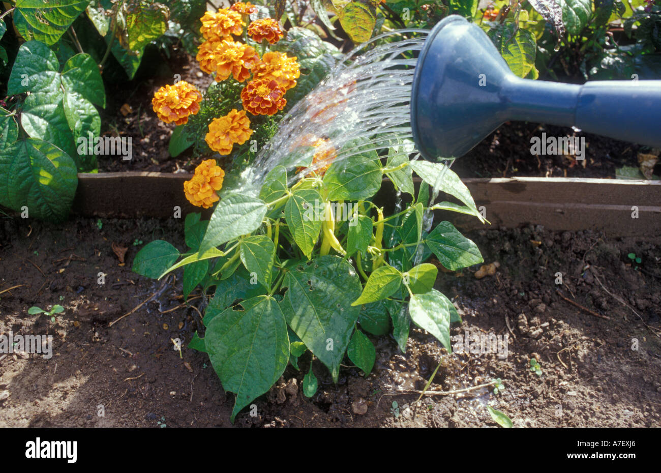 Watering a young French yellow dwarf bean plant Stock Photo - Alamy