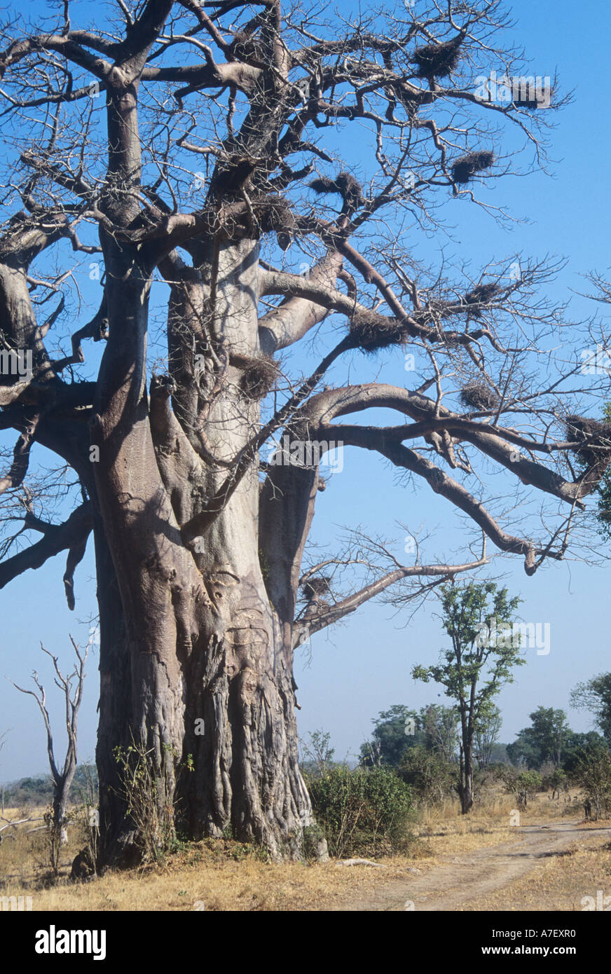 Kapok tree africa hi-res stock photography and images - Alamy