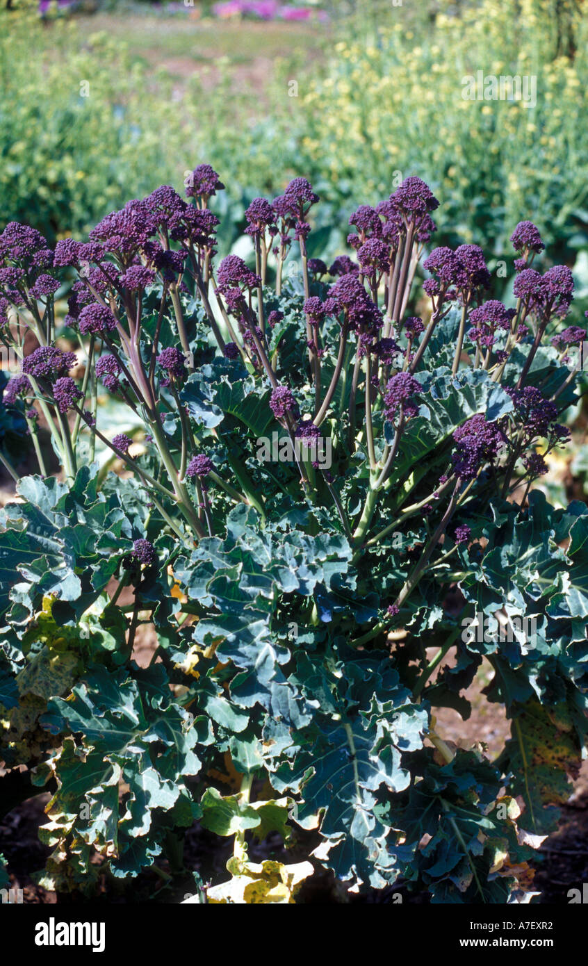 Purple sprouting broccoli Stock Photo - Alamy