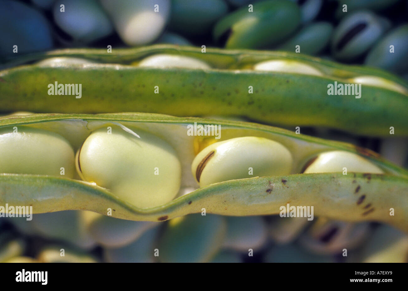 Broad beans shelling hi-res stock photography and images - Alamy