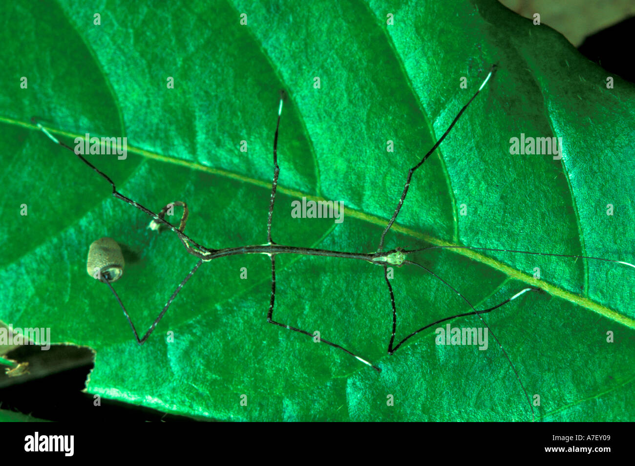 Central America, Panama, Barro Colorado Island. Young stick insect ...