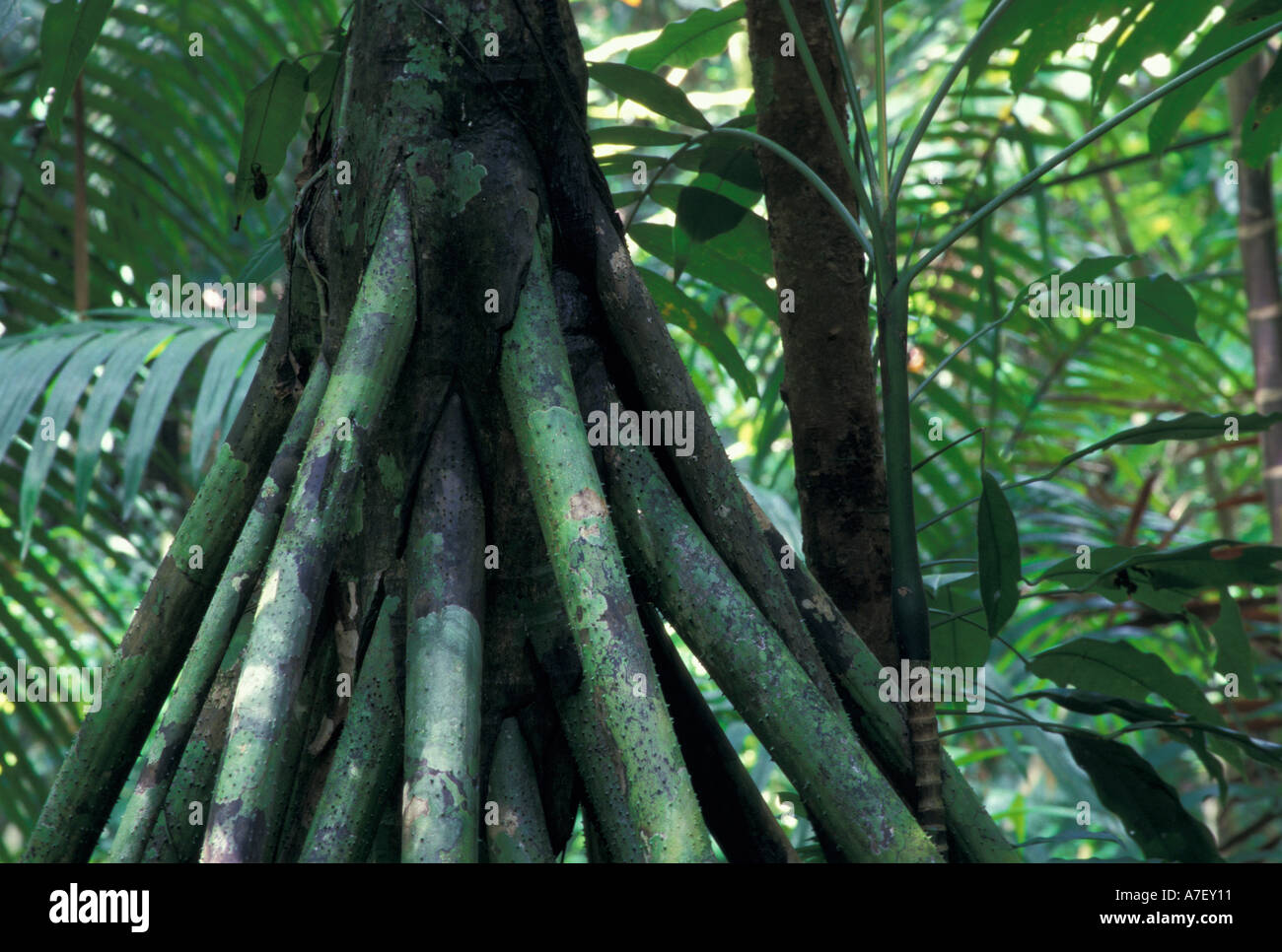 Central America, Panama, Barro Colorado Island. Stilt roots of palm ...