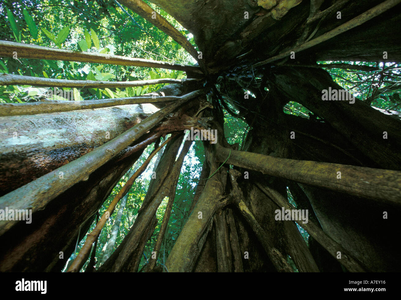 Inside a fig hi-res stock photography and images - Alamy