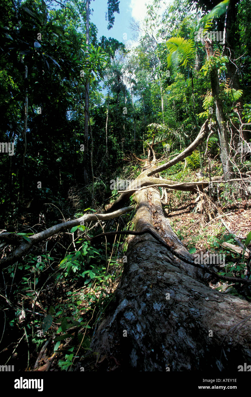 Panama forest treefall hi-res stock photography and images - Alamy
