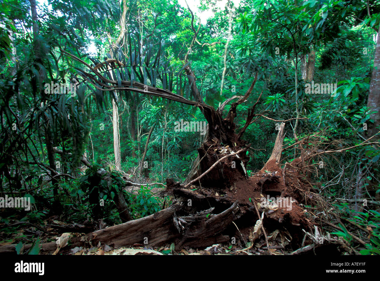 Central America, Panama, Barro Colorado Island. Fresh treefall gap ...