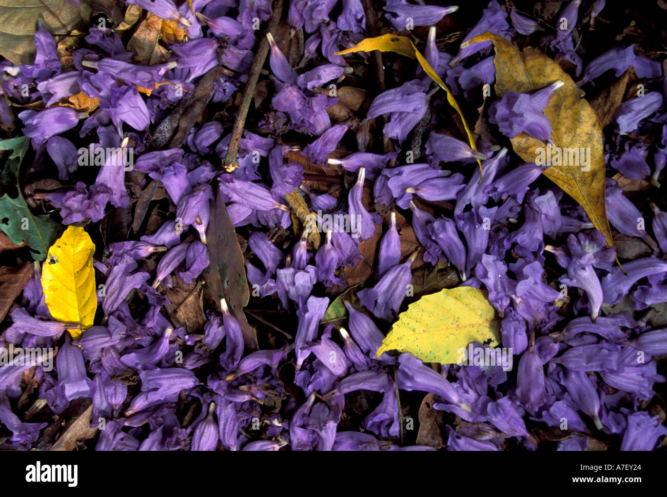 Central America, Panama, Barro Colorado Island. Purple flowers on ...